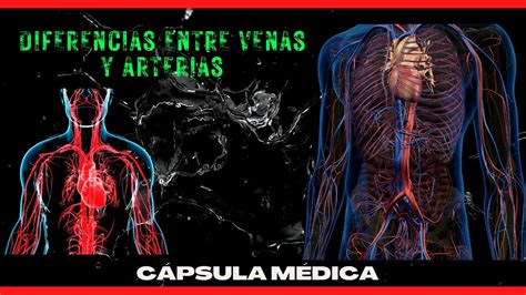 Cuál es la diferencia entre las Venas y las Arterias YouTube