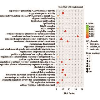Gene Ontology Go Enrichment Analysis Results For All Degs A
