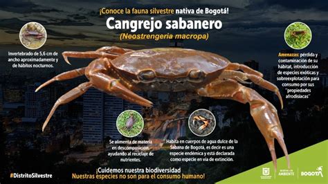 Cangrejo Sabanero Datos Clave Sobre Los Cangrejos Bogotanos Bogota