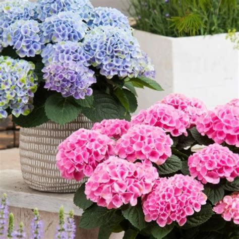 Plant Detail Willoway Nurseries Inc