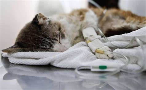 Guardias Veterinarias Una Iniciativa Para Las Emergencias De