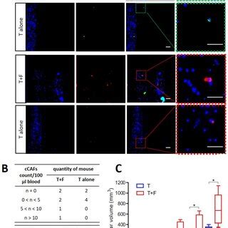 Effect Of CAFs On Tumor Growth And CTC And CCAF Formation In Vivo