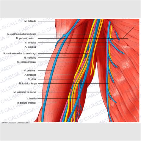 Median Antebrachial Vein Fascia Forearm Vein Upper Limb Nervous