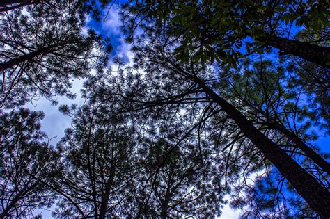 Bäume Sonnenuntergang Wald Kostenloses Foto auf Pixabay Pixabay