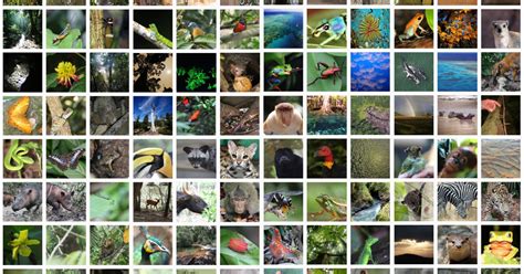 Cuáles Son Las Especies De Flora Y Fauna En La Selva Húmeda De México