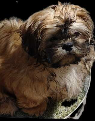 Shih Tzu Welpen Kaufen Auf Tiere At