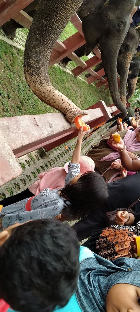 Bermesra Dengan Gajah Di Pusat Konservasi Gajah Di Kuala Gandah Pahang