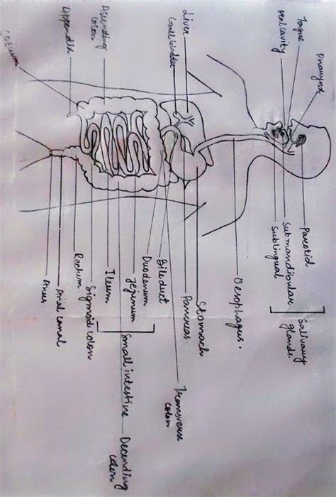 Digestive System Digestive System Math Sheet Music
