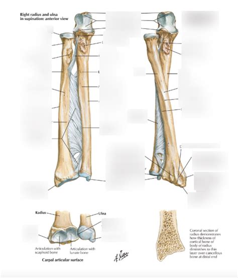 Radius And Ulna Osteology Diagram Quizlet