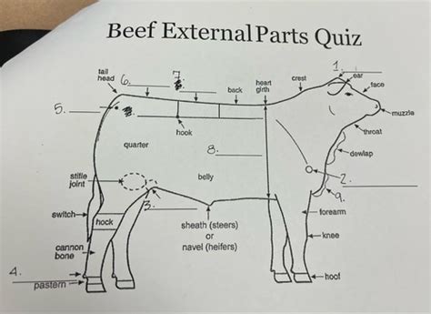 Beef Cattle Flashcards Quizlet