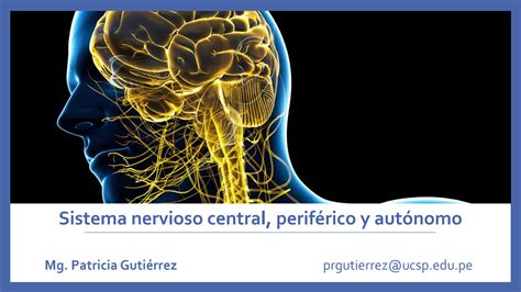 SOLUTION 24 Sistema Nervioso Central Per F Rico Aut Nomo 2023 2