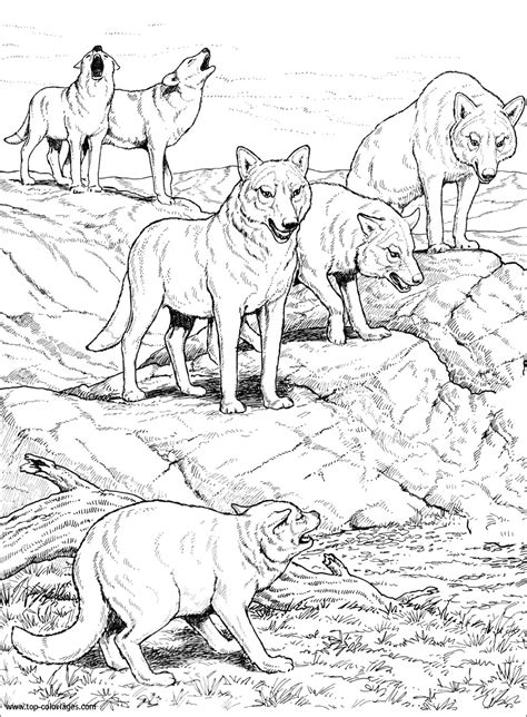 Coloriage Loup Gris Realiste Par Supercoloring Jecolorie The Best