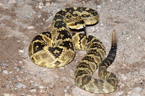 Cascabel de cola negra Vertebrados de La Michilía iNaturalist