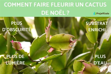 Comment faire fleurir un cactus de Noël Guide complet
