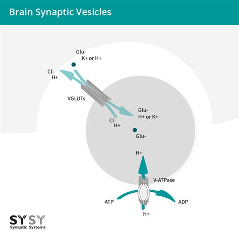VGLUT As Marker Of Glutamatergic Neuron