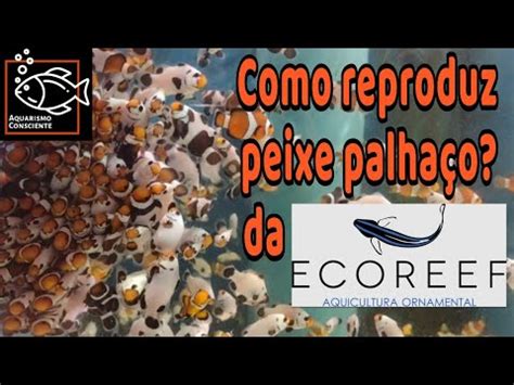 Processo de reprodução de peixes Ecoreef YouTube