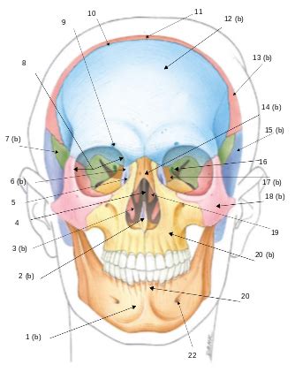 Front View Skull Diagram Diagram Quizlet