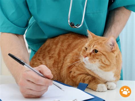 Síntomas de fiebre en gatos Cómo saber si mi gato tiene fiebre y qué