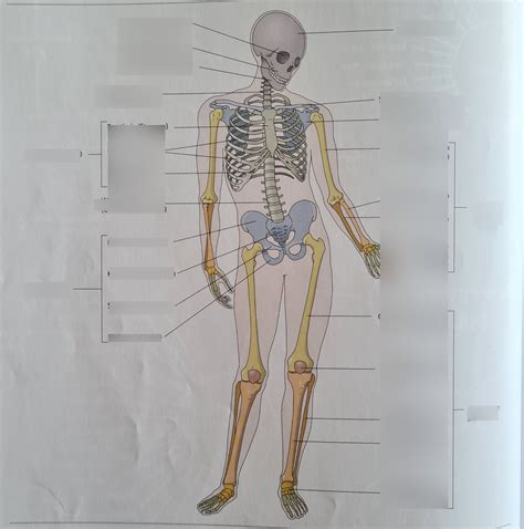 Knochen Diagram Quizlet