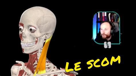 ANATOMIE MYOLOGIE Muscle SCOM YouTube