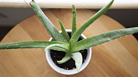 Jak pěstovat aloe vera poradíme přehledně a srozumitelně