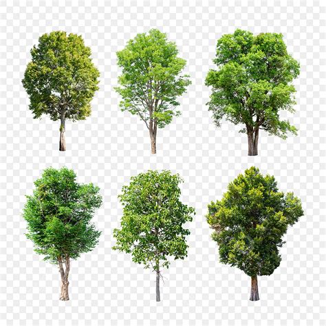 árboles Aislados En Fondo Transparente PNG dibujos Naturaleza árbol