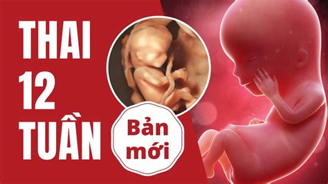 Thai 12 Tuần Phát Triển Như Thế Nào YouTube