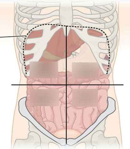 Abdominopelvic Region Diagram Quizlet