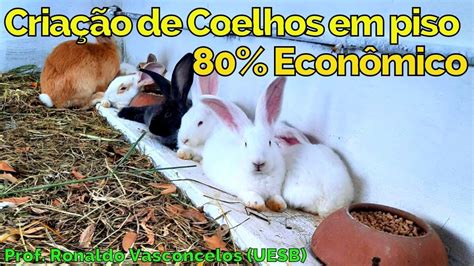 Criação de Coelhos em Piso YouTube