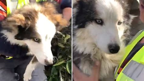 Un chien survit 23 jours dans les décombres après les séismes en