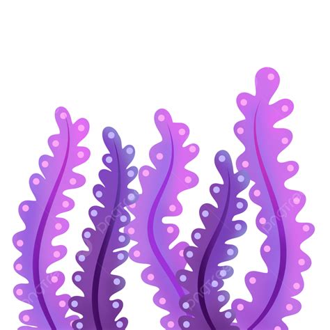 Pink Purple Seaweed On The Seabed Clipart Beach Seaweed PNG