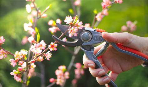 Guide Complet sur la Fiche Technique Taille Pêcher en France Astuces