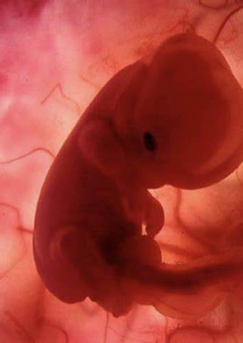 The Normal First Trimester Flashcards Quizlet