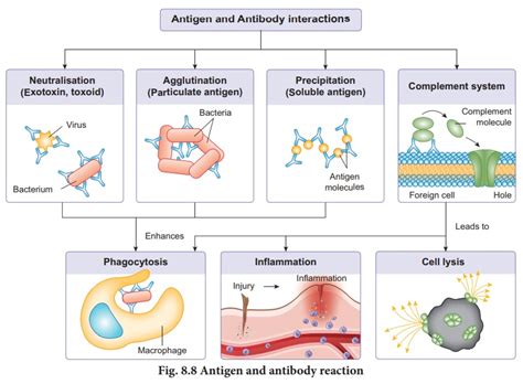 Antigen And Antibody Interaction Immunology