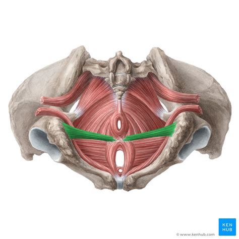 Pelvic Floor Muscles Anatomy Ct Review Home Co