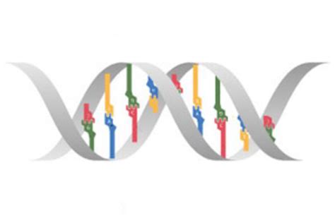 Genetics Clipart Free Images At Clker Vector Clip Art Online