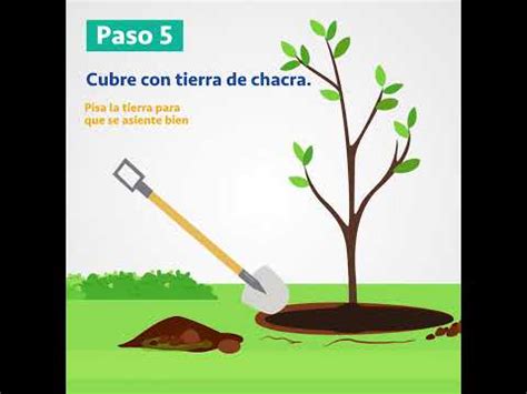 Aprende cómo plantar un árbol YouTube