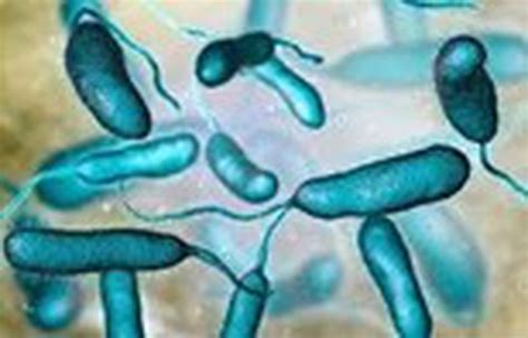 Recently The Us Centers For Disease Control And Prevention Issued A