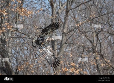 Immature Bald Eagle Haliaeetus Leucocephalus In Flight Stock Photo