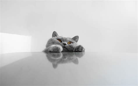 Cartoon Cat Wallpapers Wallpaper Cave