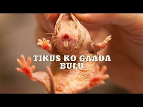 Fakta Menarik Tentang Tikus Tanpa Bulu Naked Mole Yang Membuat