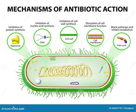 Mechanisms Of Action Of Antimicrobials Stock Vector Image