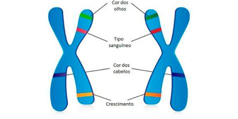 Cromossomos Homólogos Genética I