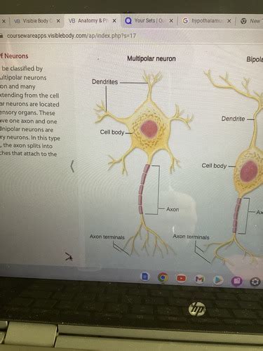 Nervous System Flashcards Quizlet