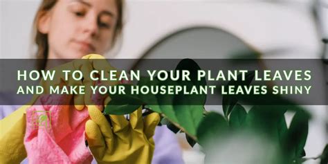 Cómo limpiar las hojas de tus plantas Mis Plantas