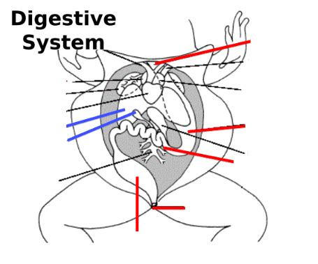 Frog Anatomy Quest Digestive System Labelling Right Side Diagram