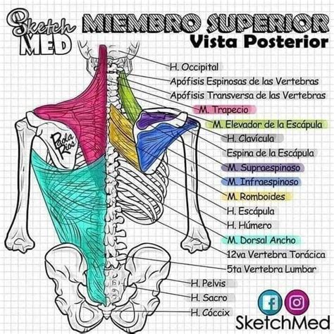 Pin de Mtra Anita en El cuerpo humano Anatomía médica Medicina