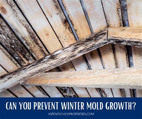 5 Tips To Prevent Mold Growth In Your Home This Winter Aspen Condos