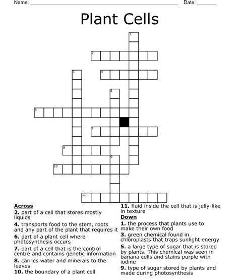 Plant Cells Crossword Wordmint