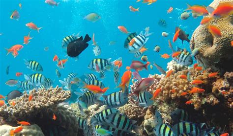 Científicos han descrito cerca de 500 nuevas especies que ayudan a